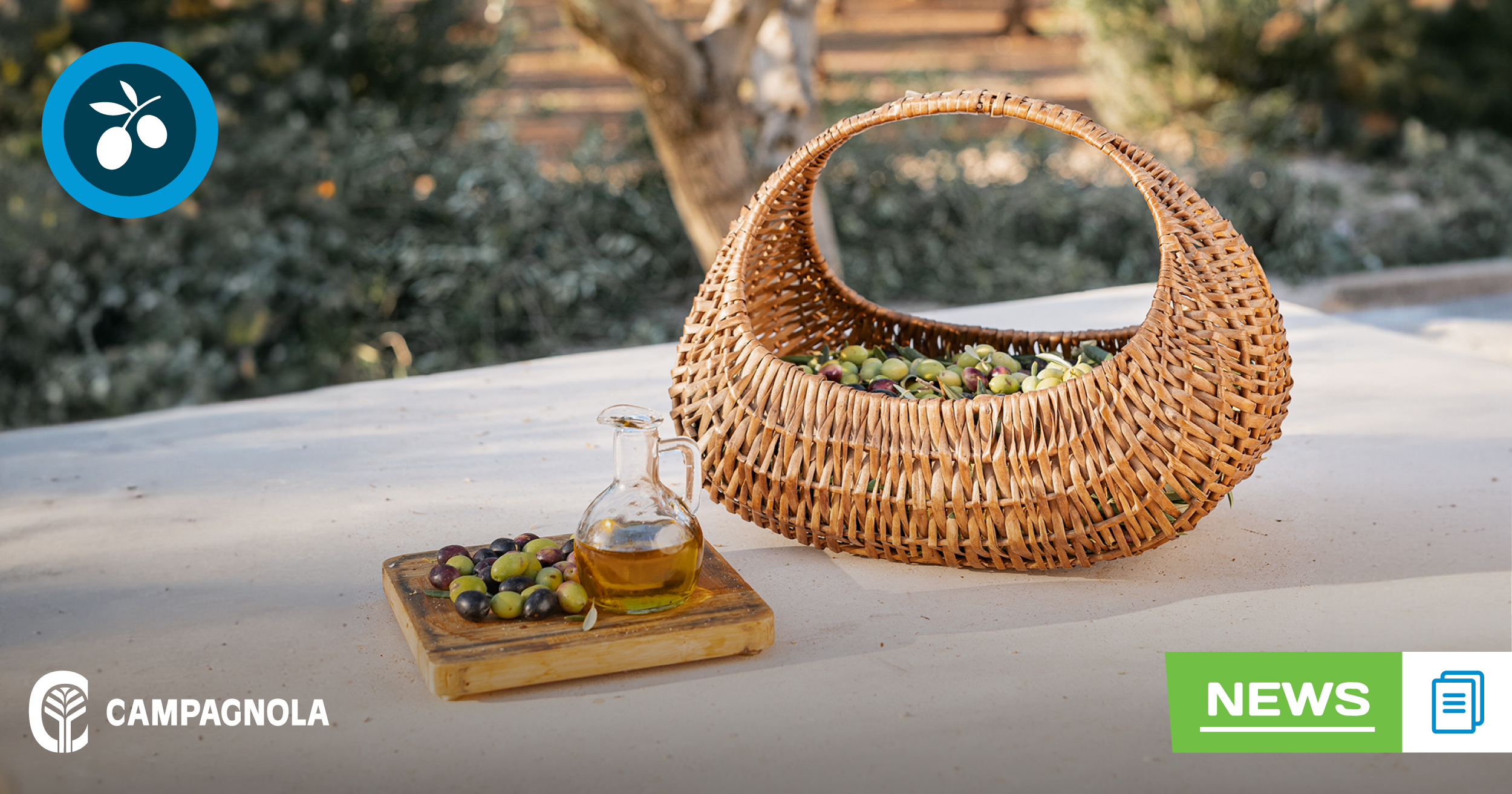 Wann man Oliven ernten sollte: 10 nützliche Tipps